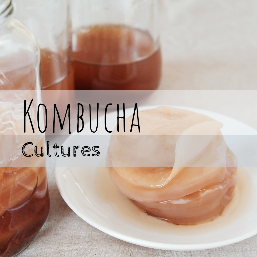 Kombucha Cultures – Crafty Cultures